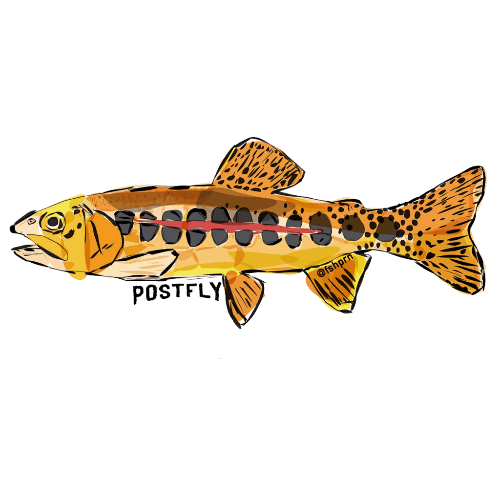 Postfly Golden Trout Sticker - Fly Slaps Fly Fishing Stickers and Decals