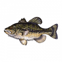Postfly Peter James Glenn Smallmouth Bass Sticker - Fly Slaps Fly ...