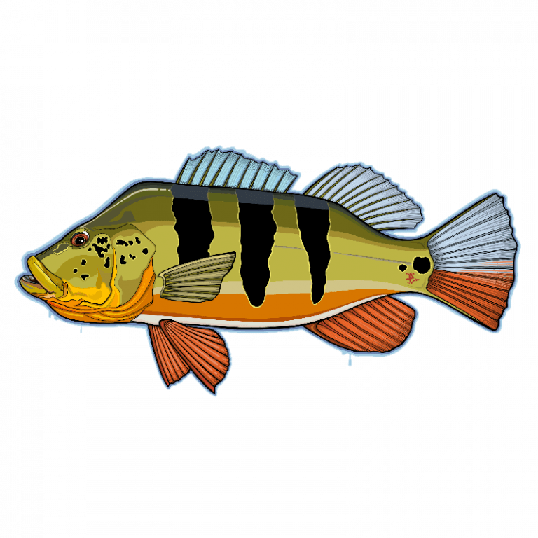 Elaine Jensen Peacock Bass Sticker - Fly Slaps Fly Fishing Stickers and ...
