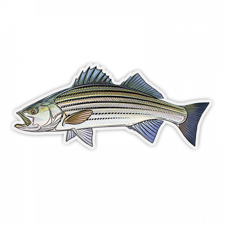 Casey Underwood Striped Bass Sticker - Fly Slaps Fly Fishing Stickers ...